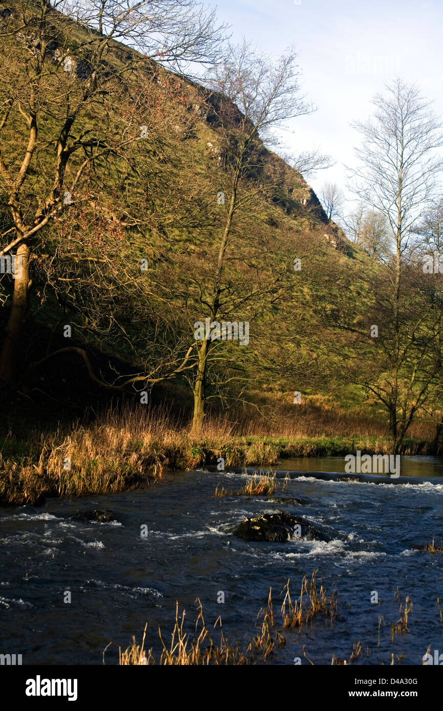 Ash tree growing beside river hi-res stock photography and images - Alamy