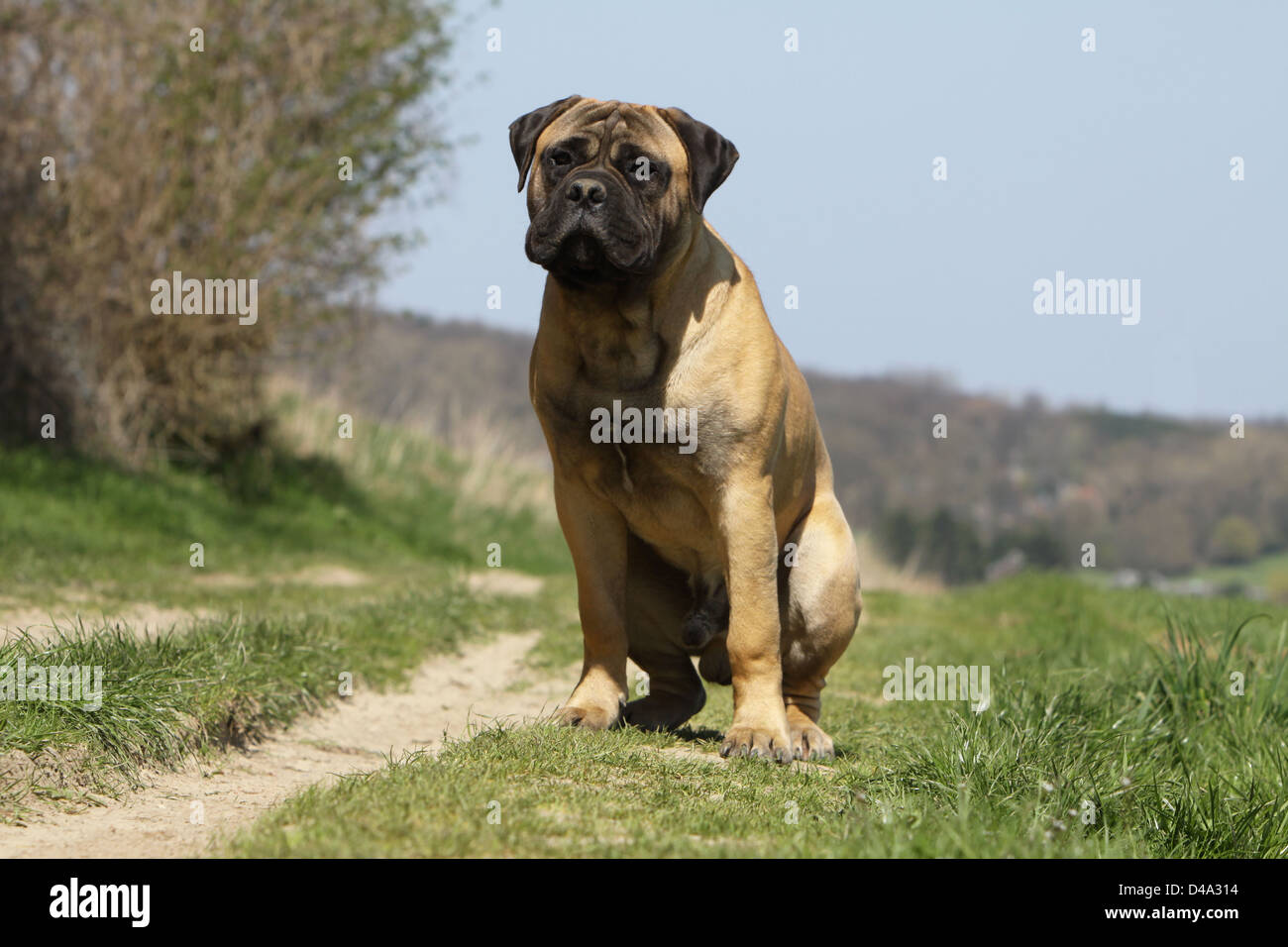 Dog Bullmastiff / adult sitting in a field Stock Photo - Alamy
