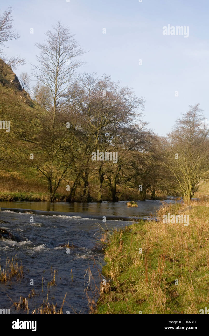Ash tree growing beside river hi-res stock photography and images - Alamy