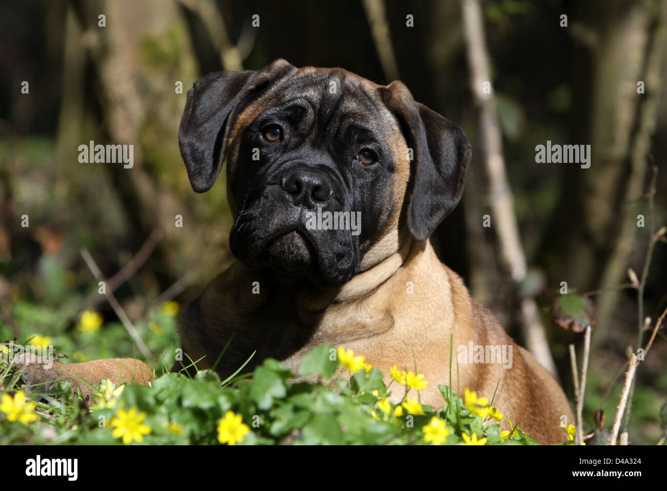Dog Bullmastiff / puppy portrait Stock Photo - Alamy