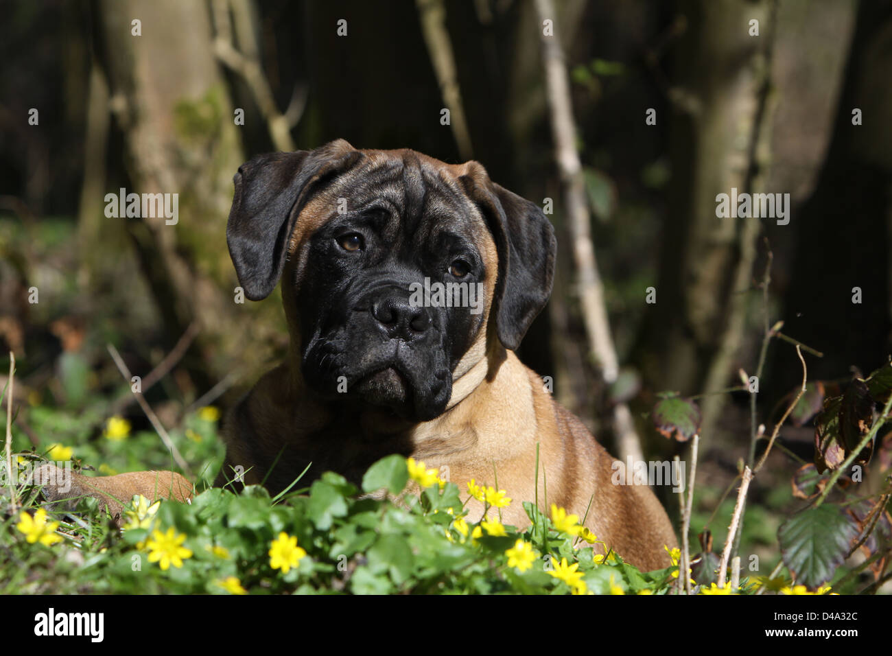 Dog Bullmastiff / puppy lying in a forest Stock Photo - Alamy