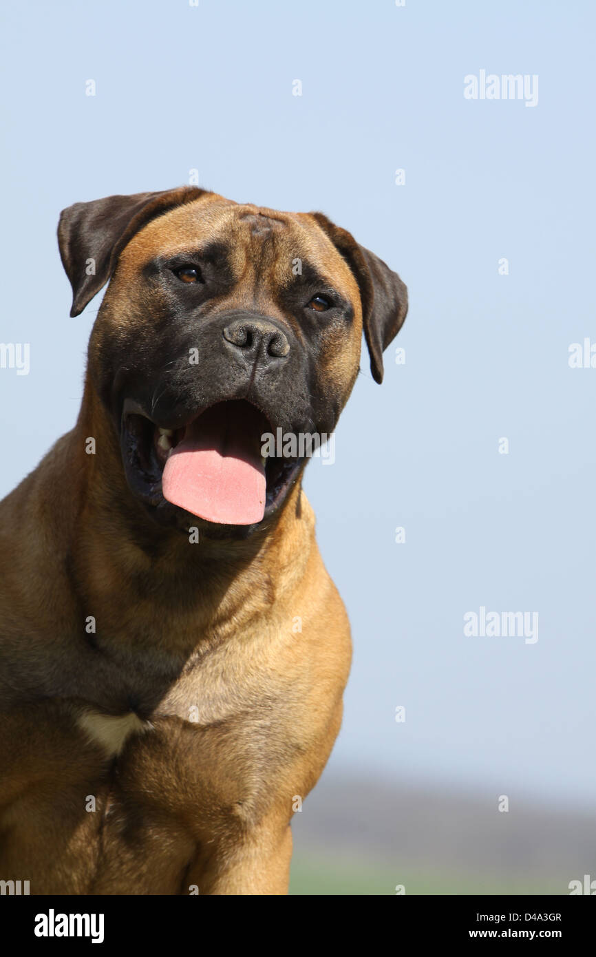 Dog Bullmastiff adult portrait Stock Photo - Alamy