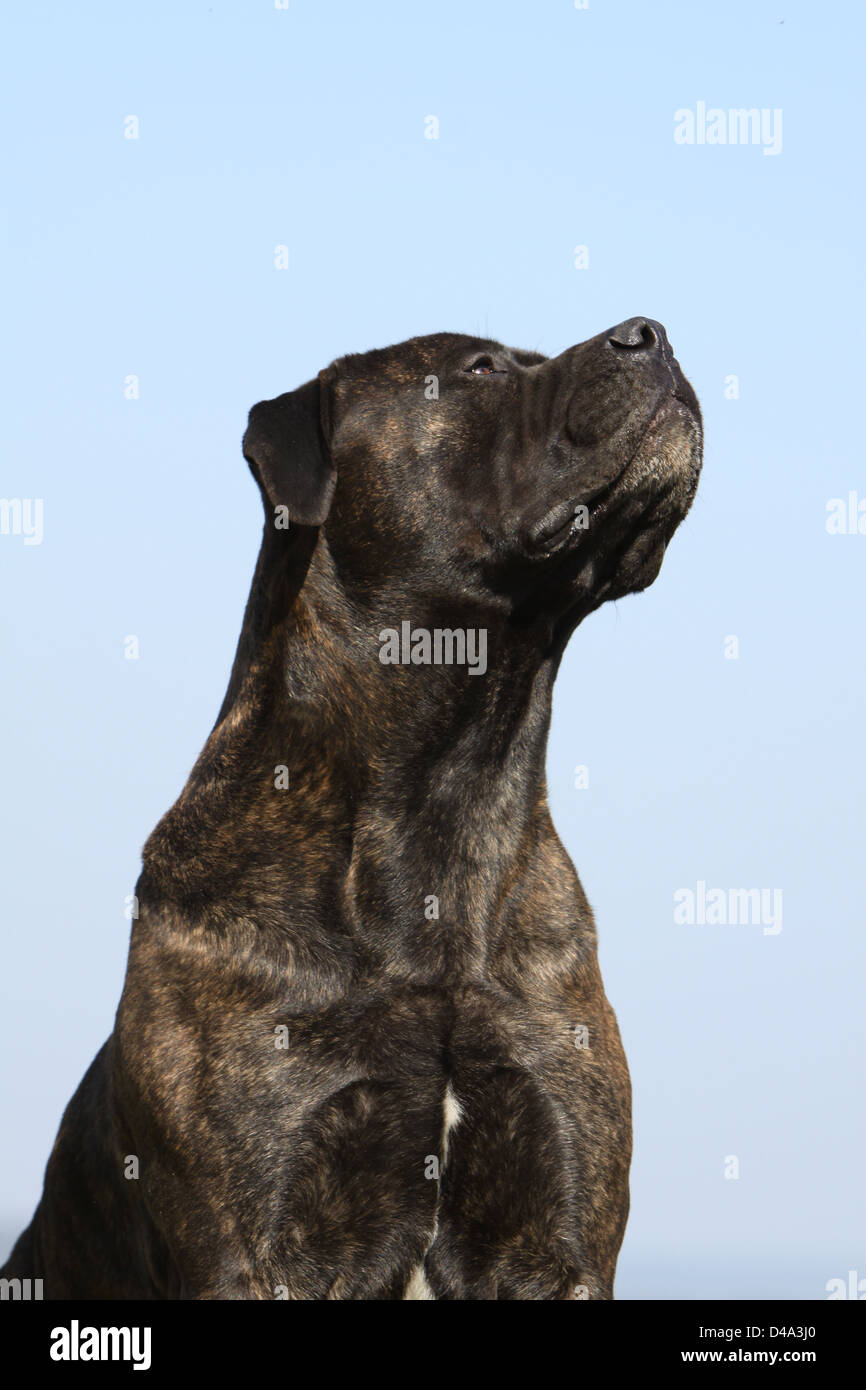 Dog Bullmastiff adult portrait profile Stock Photo - Alamy