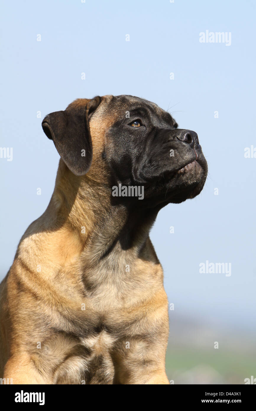 English bullmastiff puppy hi-res stock photography and images - Alamy