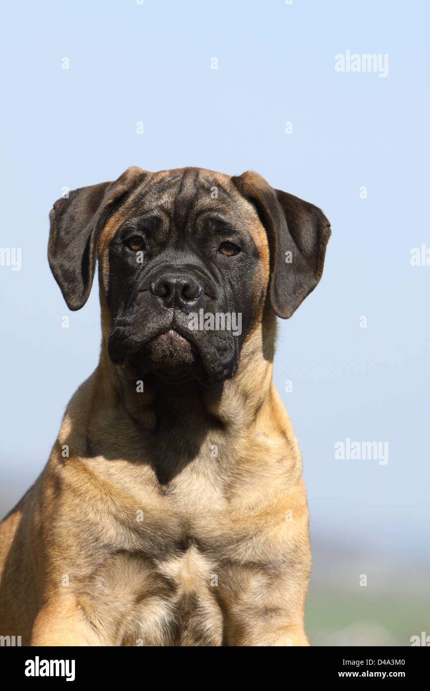 Dog Bullmastiff / puppy portrait Stock Photo - Alamy