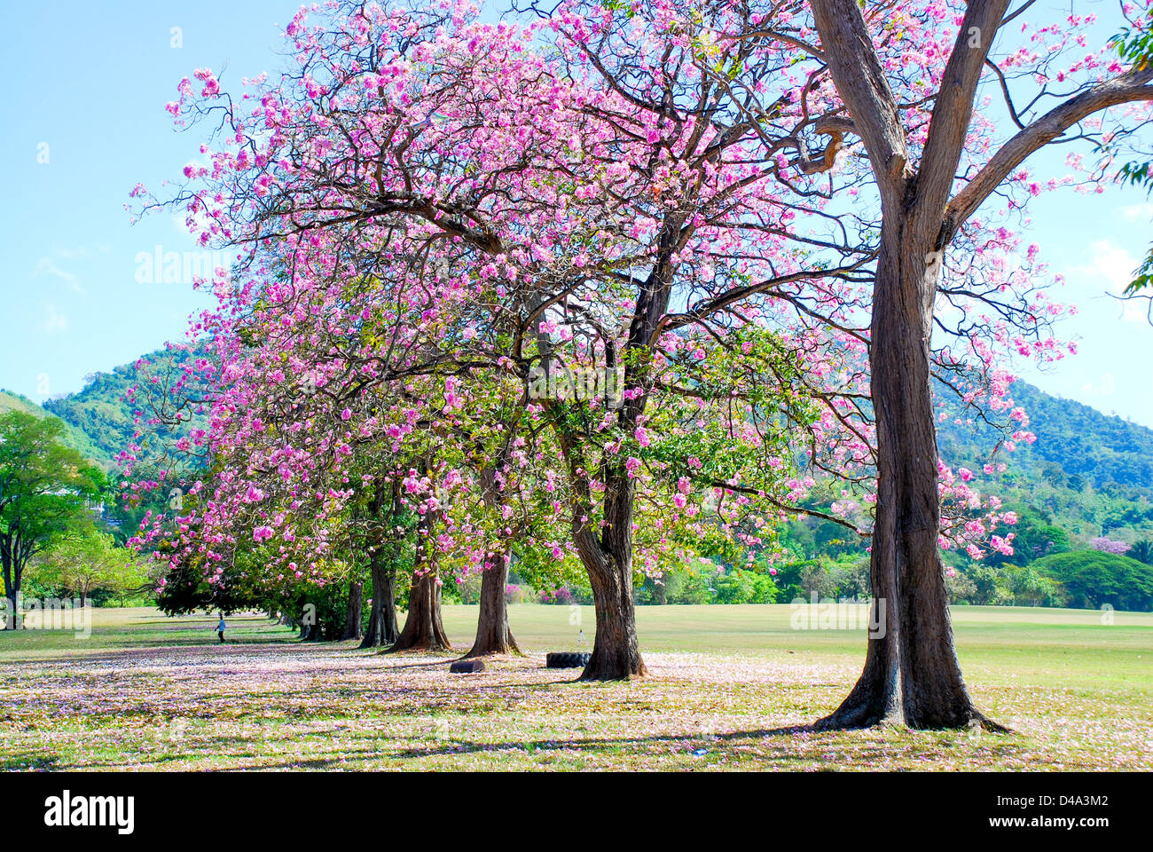Beautiful Poui trees in the Queen's Park Savannah,Trinidad Stock Photo ...