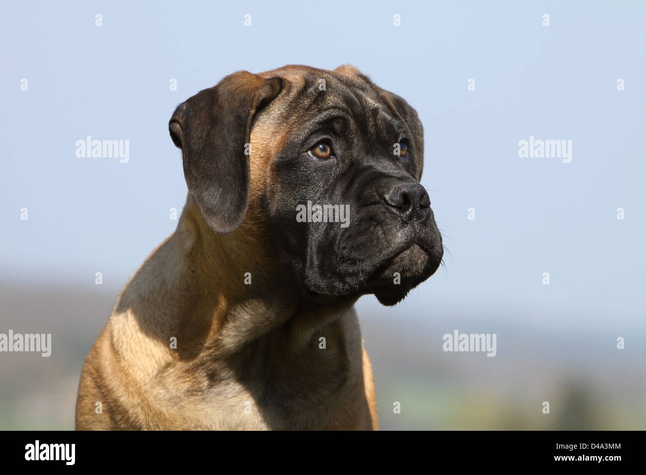 Dog Bullmastiff / puppy portrait Stock Photo - Alamy