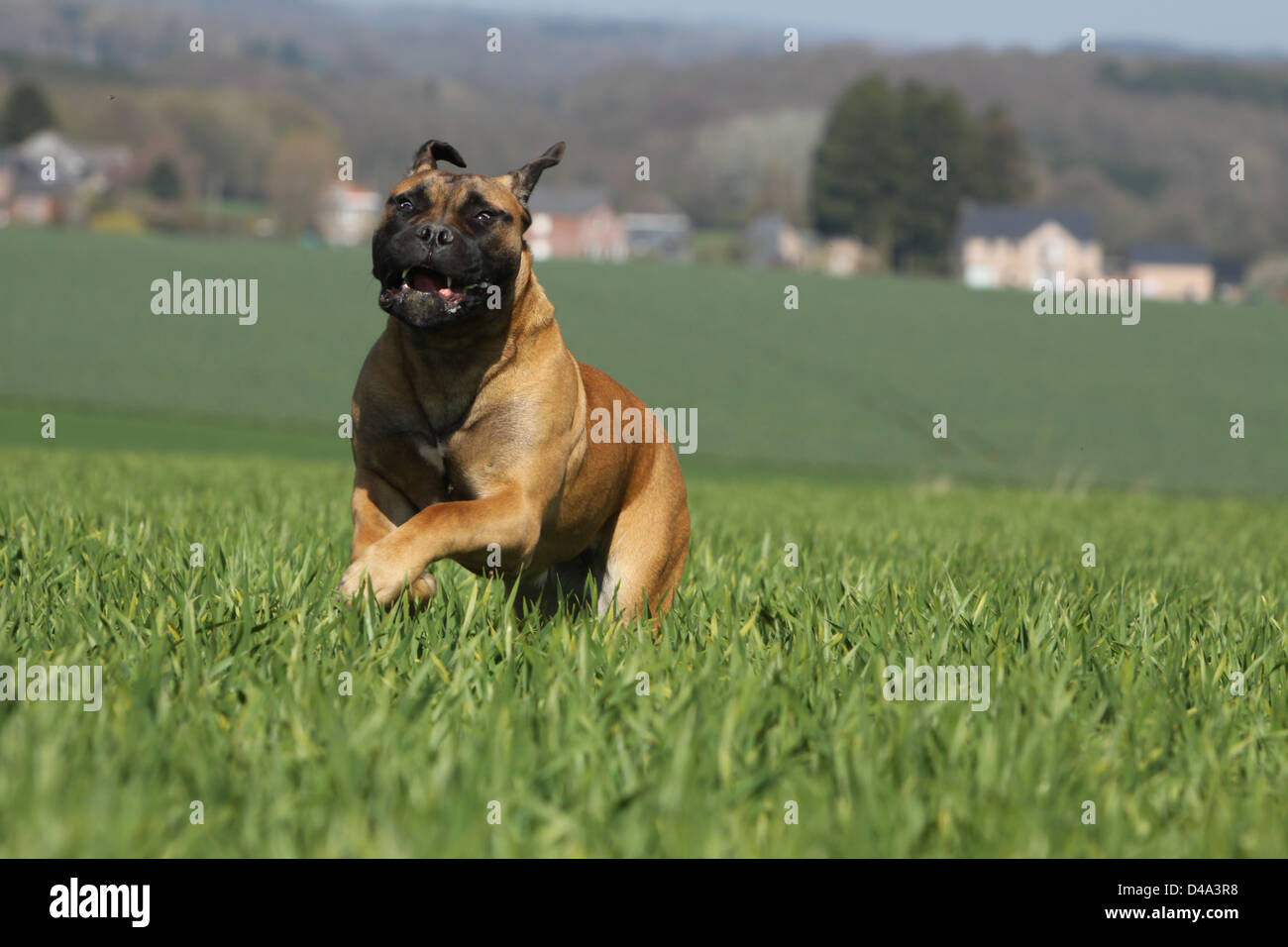 Bull running field hi-res stock photography and images - Alamy