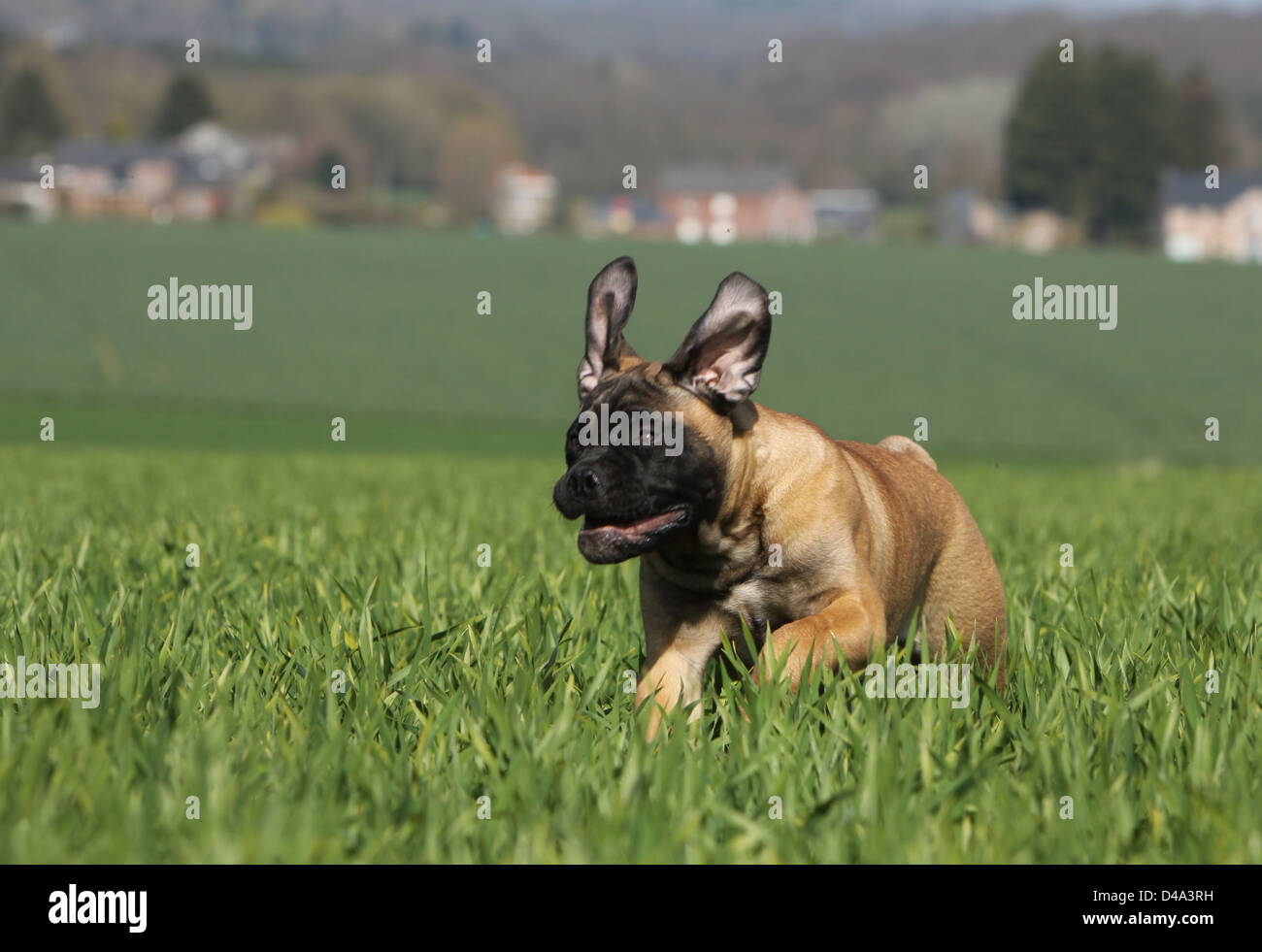 Bullmastiff running hi-res stock photography and images - Alamy