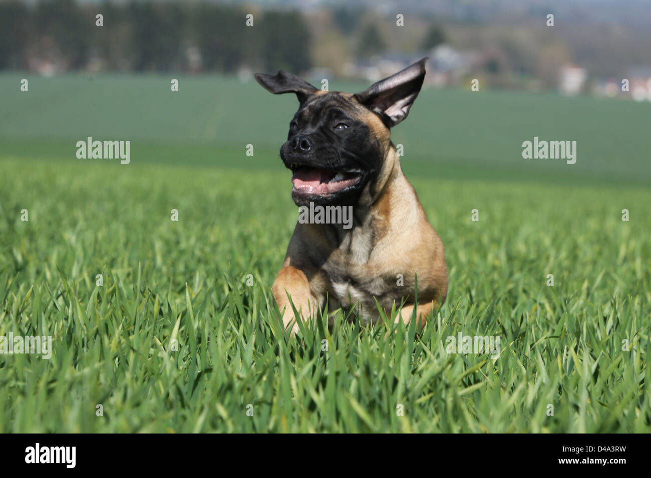 Dog Bullmastiff / puppy running in a field Stock Photo - Alamy