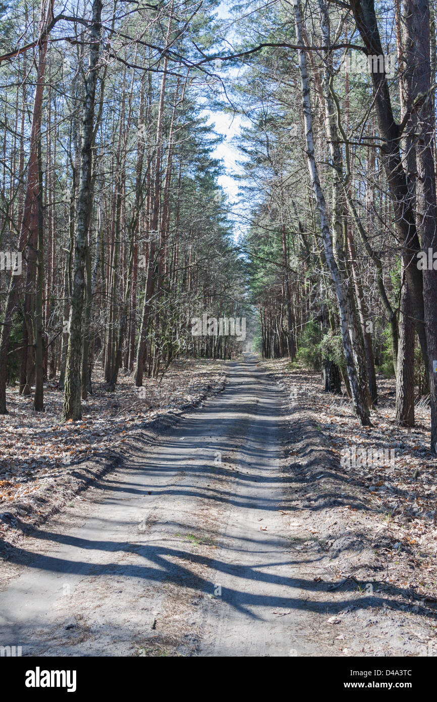 Forest path in early spring Stock Photo - Alamy