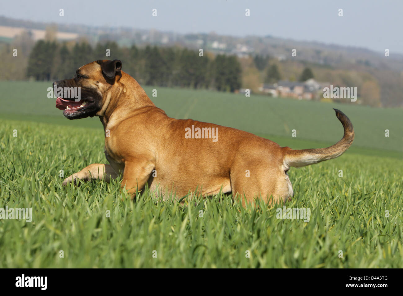 Dog Bullmastiff / adult walking in a field Stock Photo - Alamy