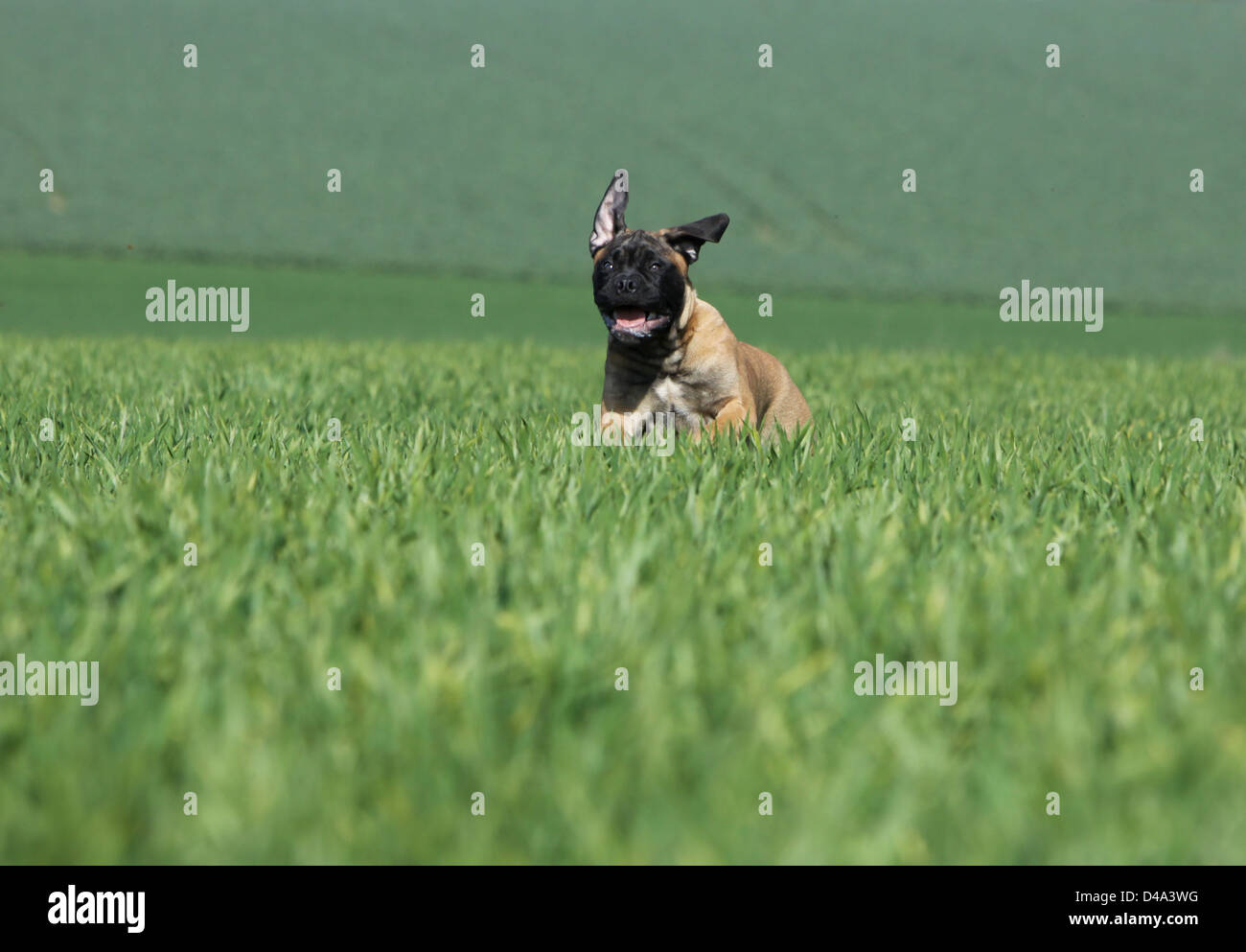 Bull running field hi-res stock photography and images - Alamy