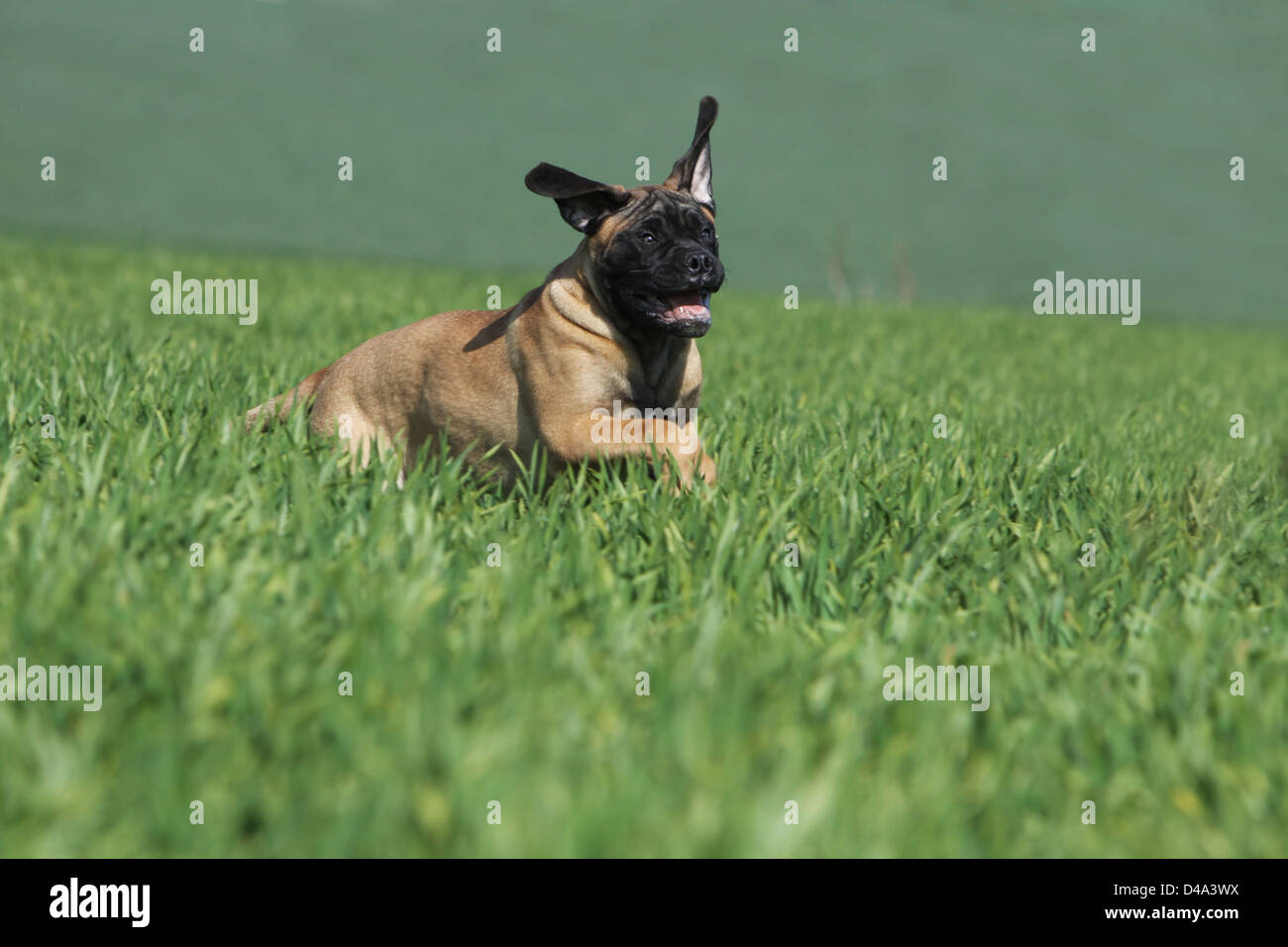 Dog Bullmastiff / puppy running in a field Stock Photo - Alamy
