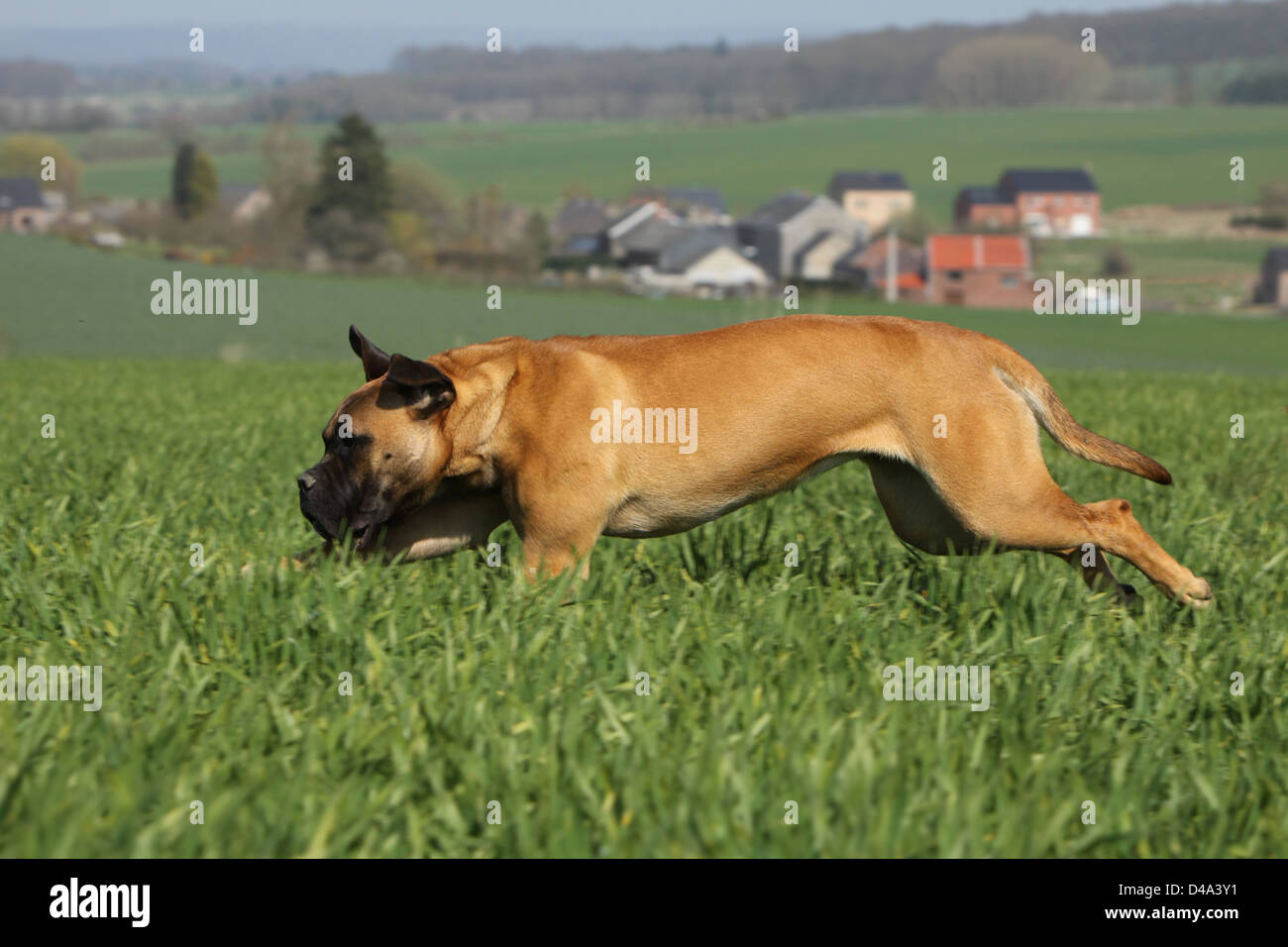 Bull running field hi-res stock photography and images - Alamy