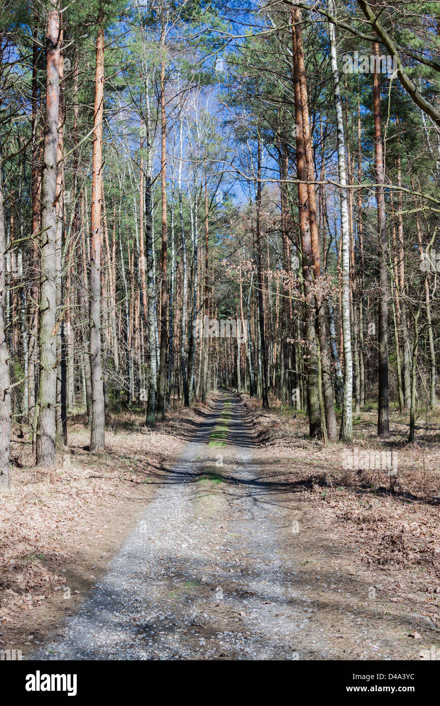 Early spring in a forest Stock Photo - Alamy