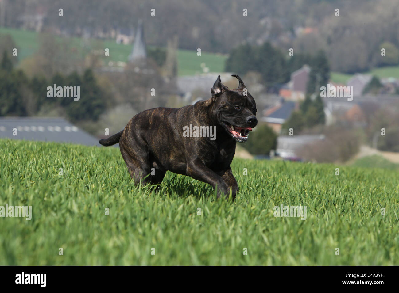 Bull running field hi-res stock photography and images - Alamy