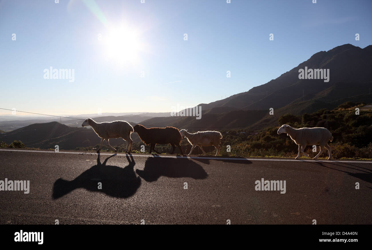 Spain Sheep Sheep High Resolution Stock Photography and Images - Alamy