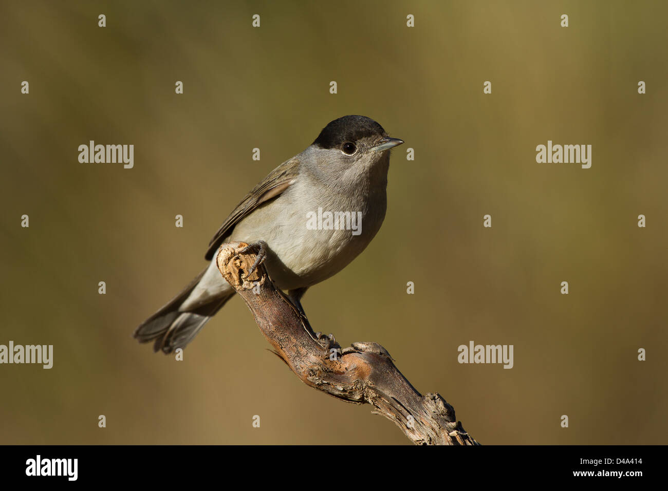 Lateral light hi-res stock photography and images - Alamy