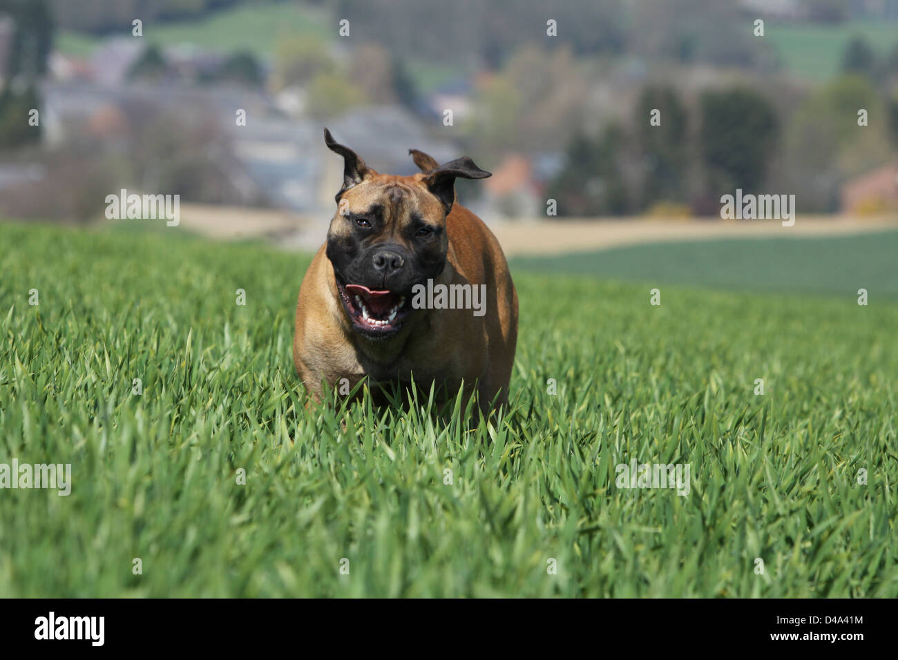 Bull mastif hi-res stock photography and images - Alamy