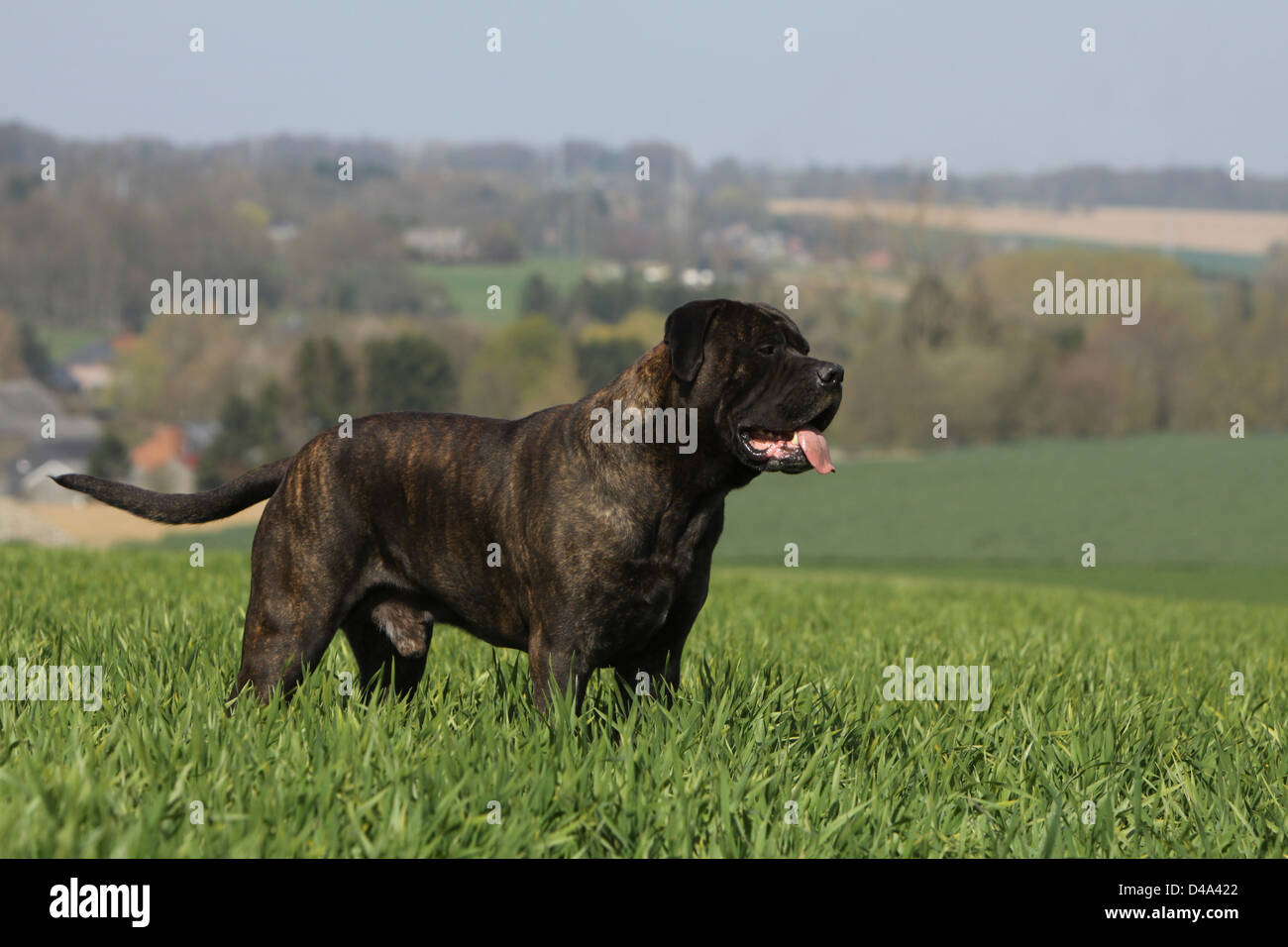 Brindle english mastiff hi-res stock photography and images - Alamy