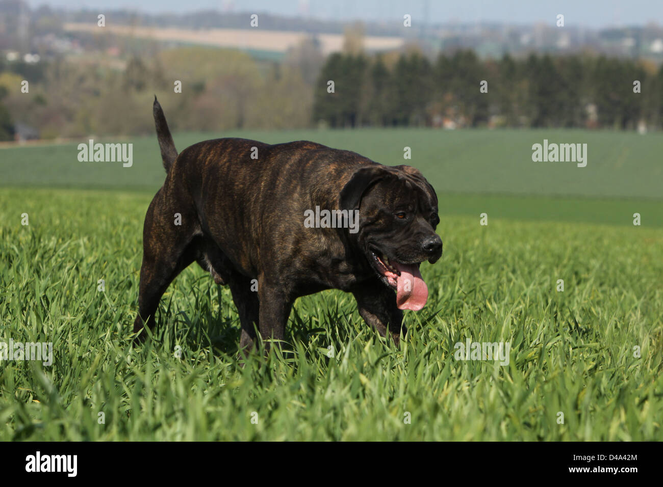 Brindle english mastiff hi-res stock photography and images - Alamy