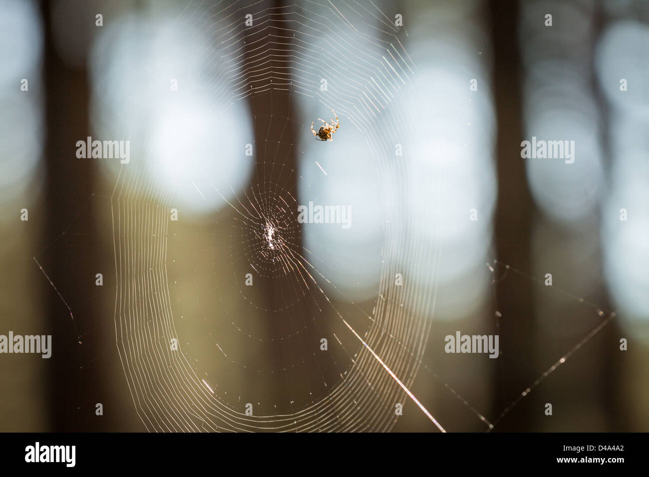 Small spider in a forest Stock Photo - Alamy