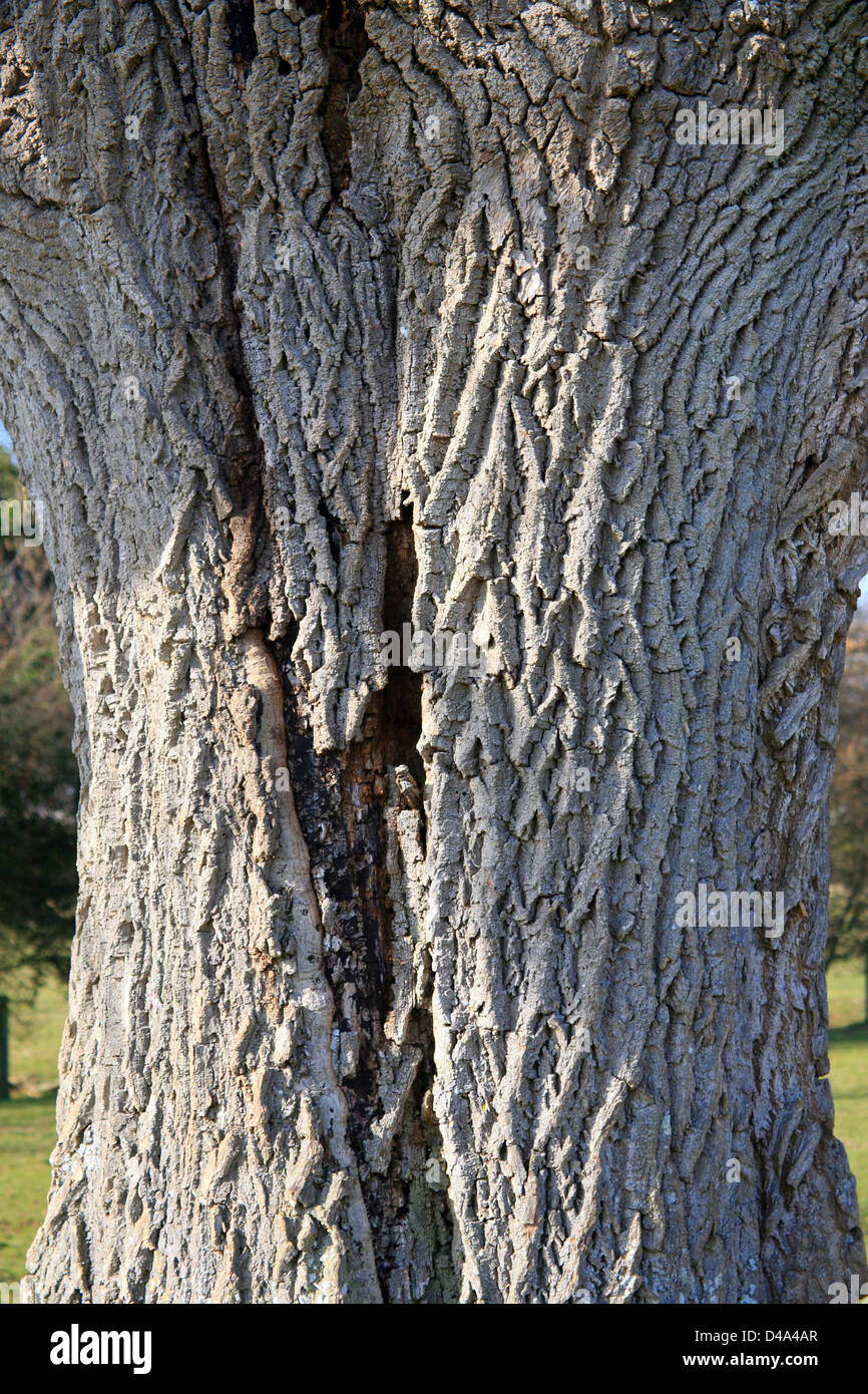 Bark on ash tree in winter, Godinton, Ashford, Kent, United Kingdom ...