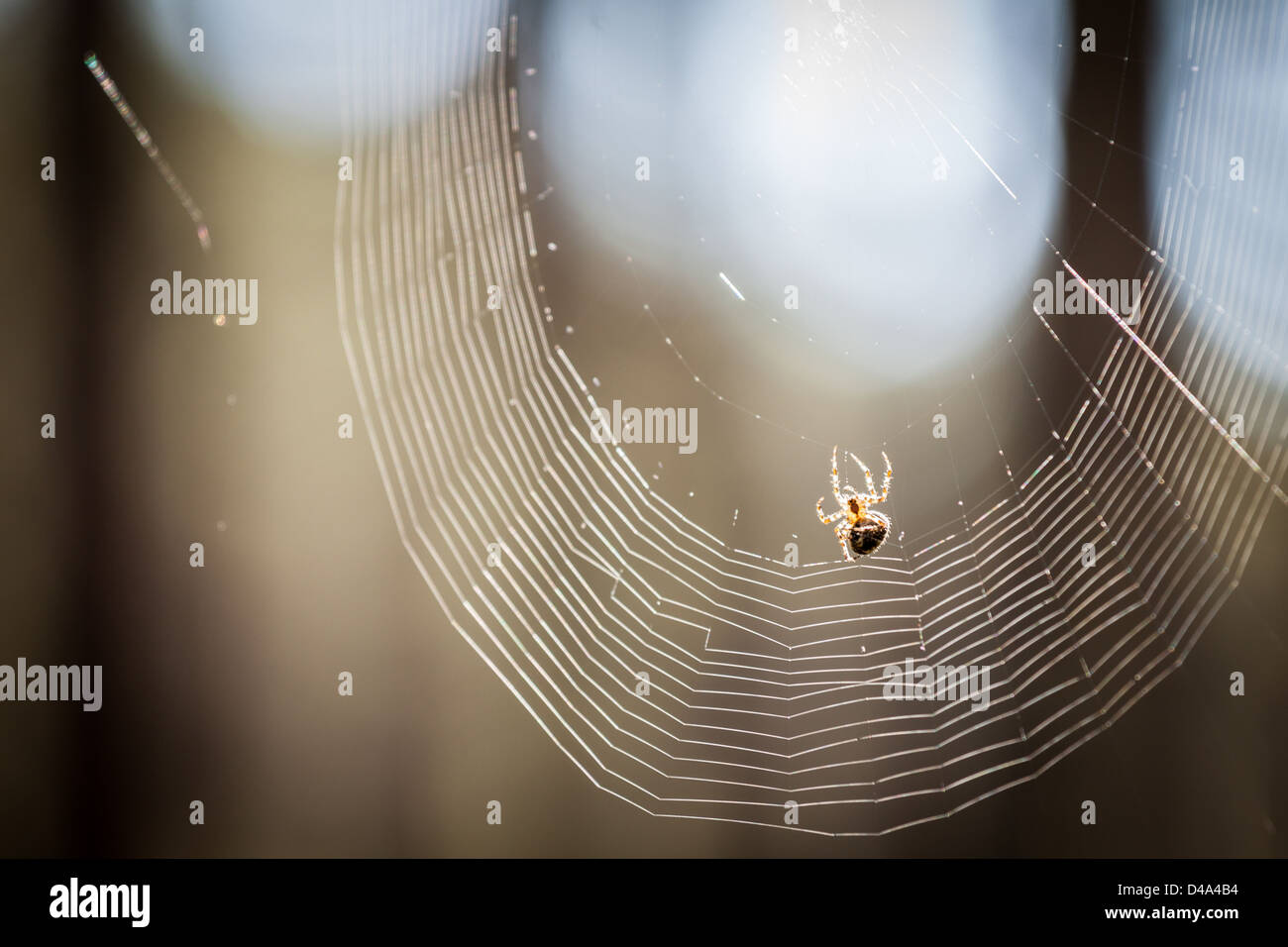 Spider hanging on a web Stock Photo - Alamy