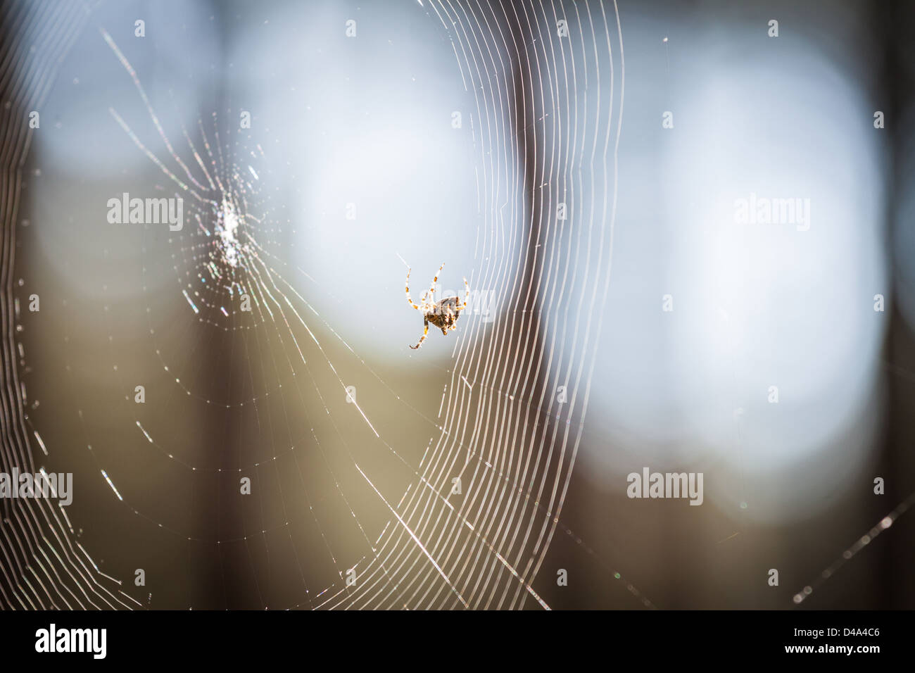 Spider in progress of spinning a web Stock Photo - Alamy