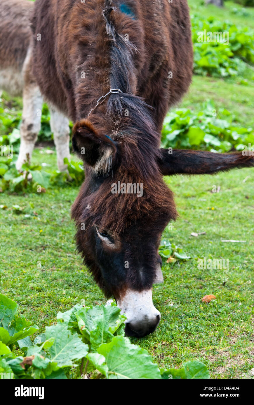Donkey mountain hi-res stock photography and images - Alamy
