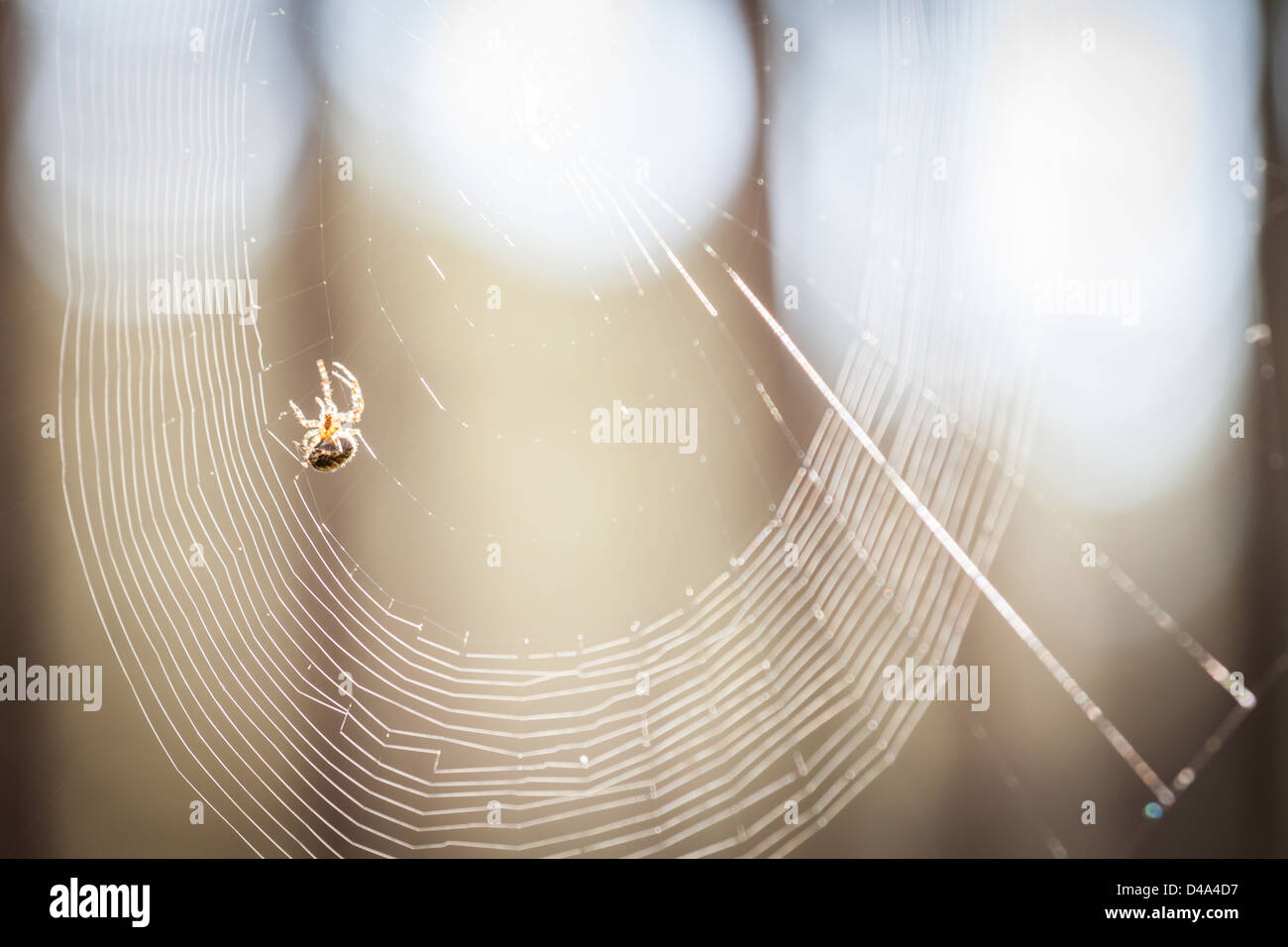 Backlit spider web in nature hi-res stock photography and images - Alamy