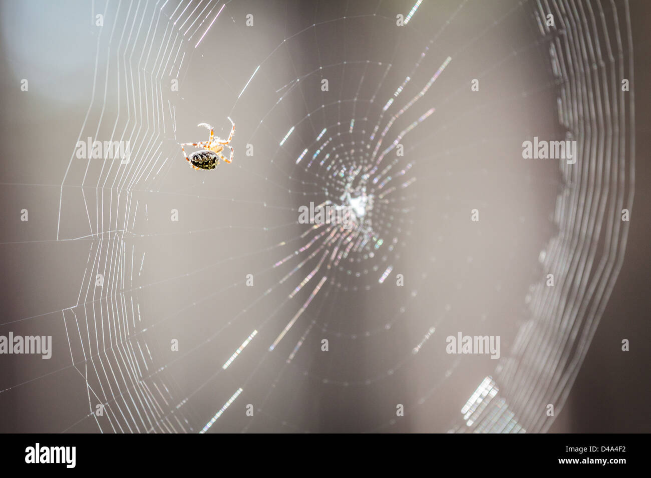 Spider working on its web Stock Photo - Alamy