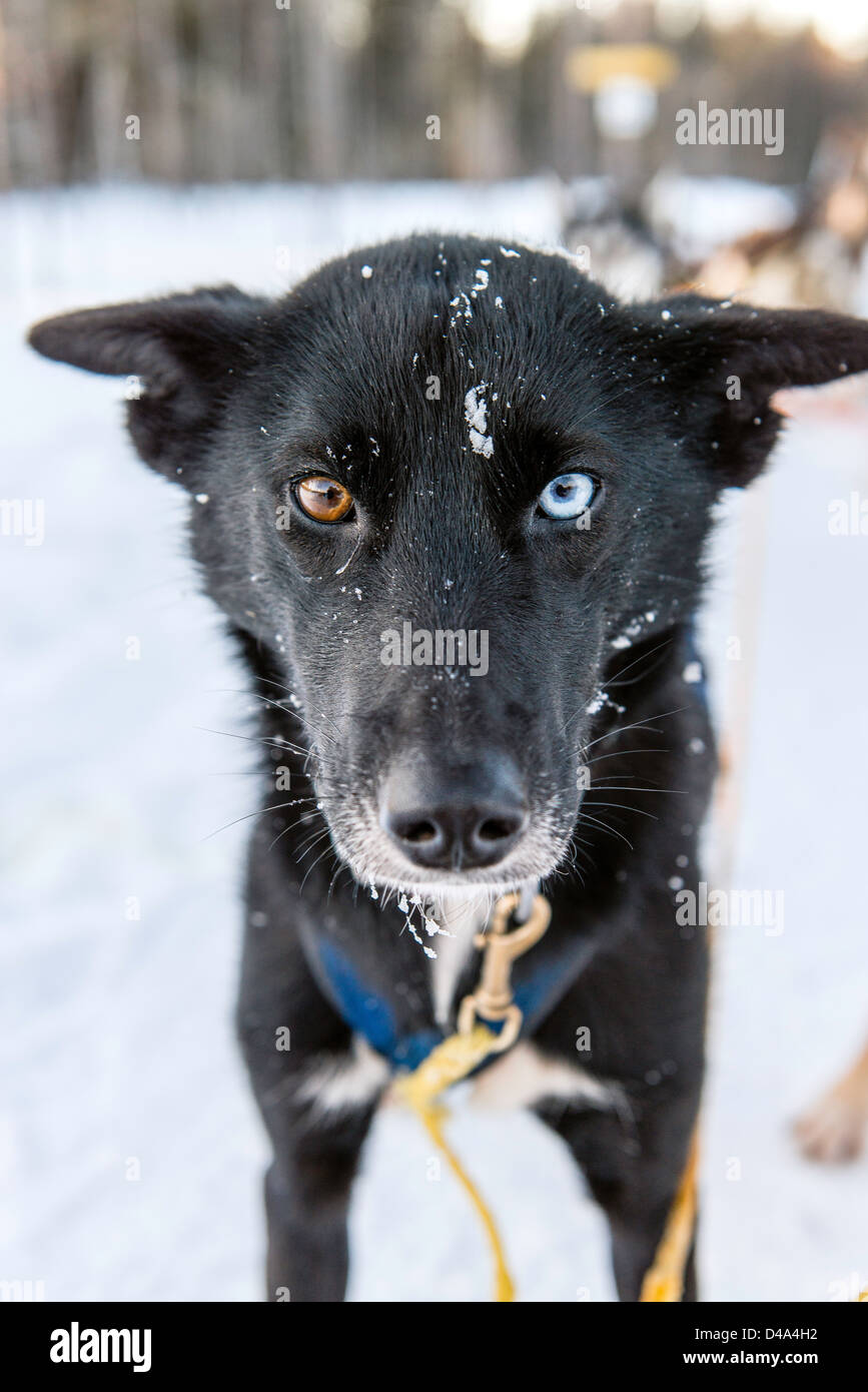 Dog sledding led by husky dogs Swedish Lapland Sweden Scandinavia Stock ...