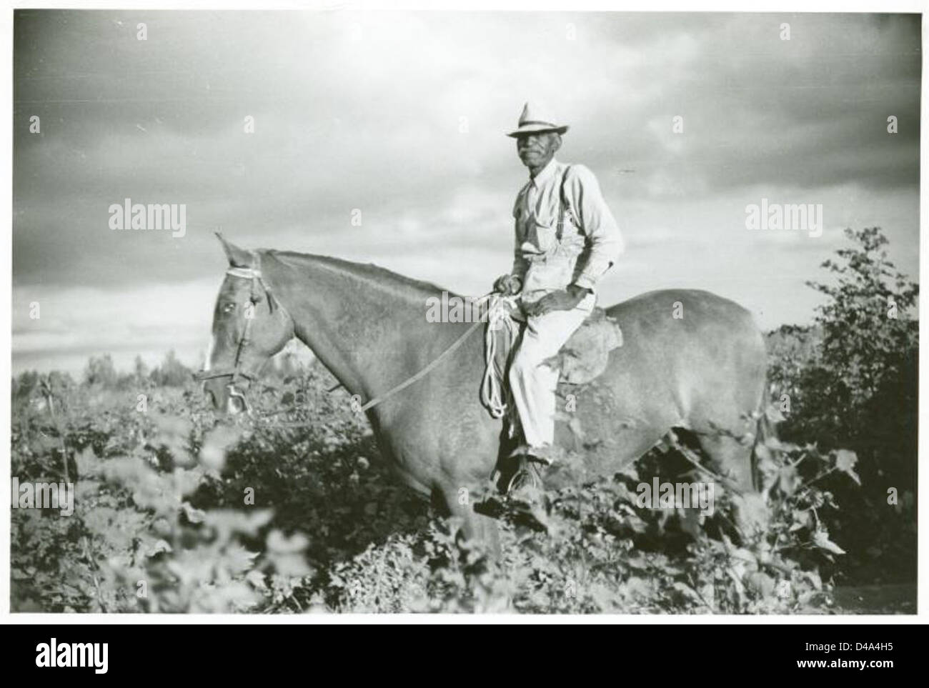 Taylor plantations hi-res stock photography and images - Alamy