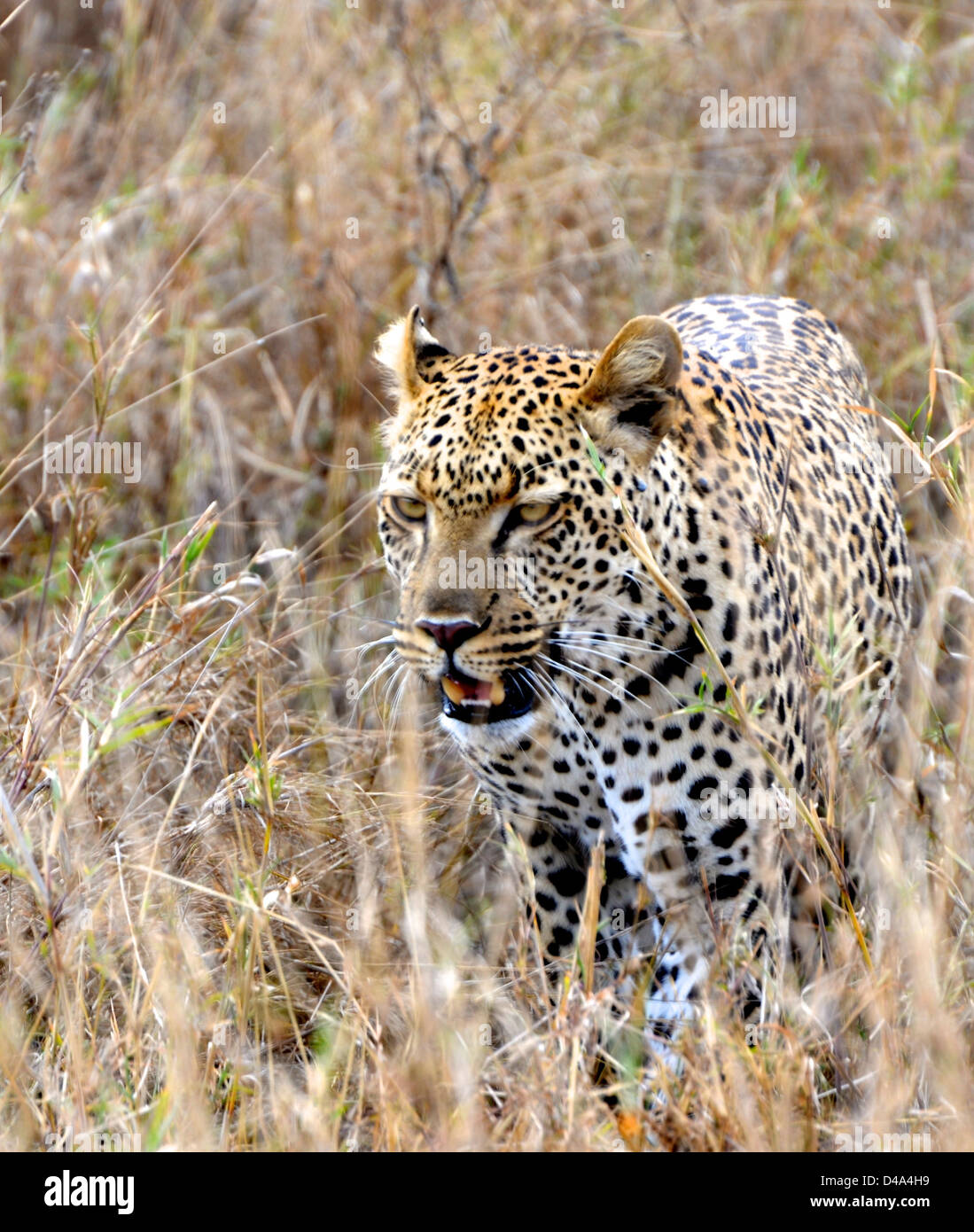 A leopard stalks through long grass in Serengeti National Park ...