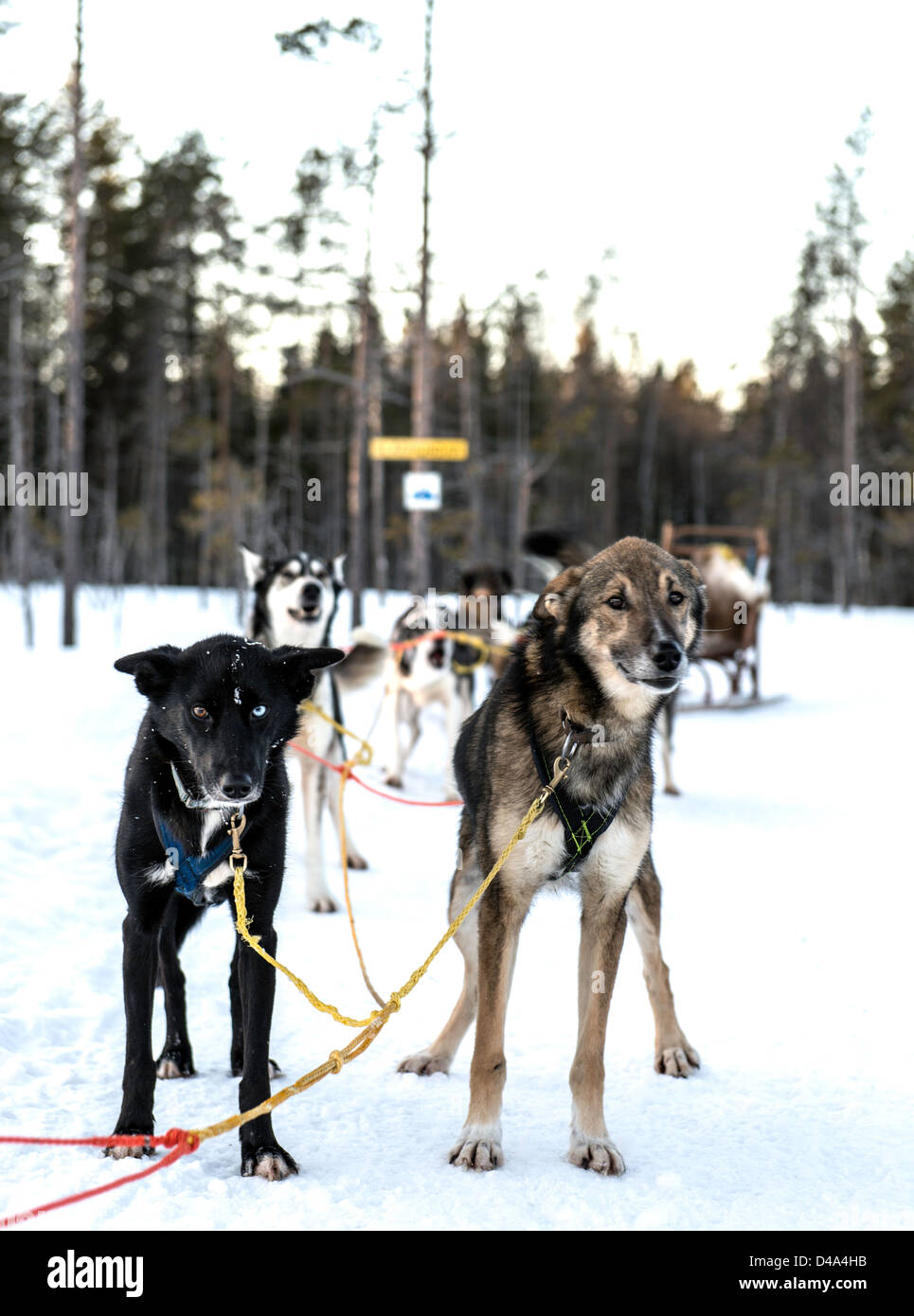 Dog sledding led by husky dogs Swedish Lapland Sweden Scandinavia Stock ...
