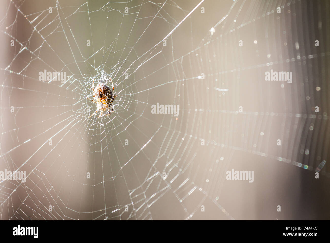 Spider sitting on its web Stock Photo - Alamy