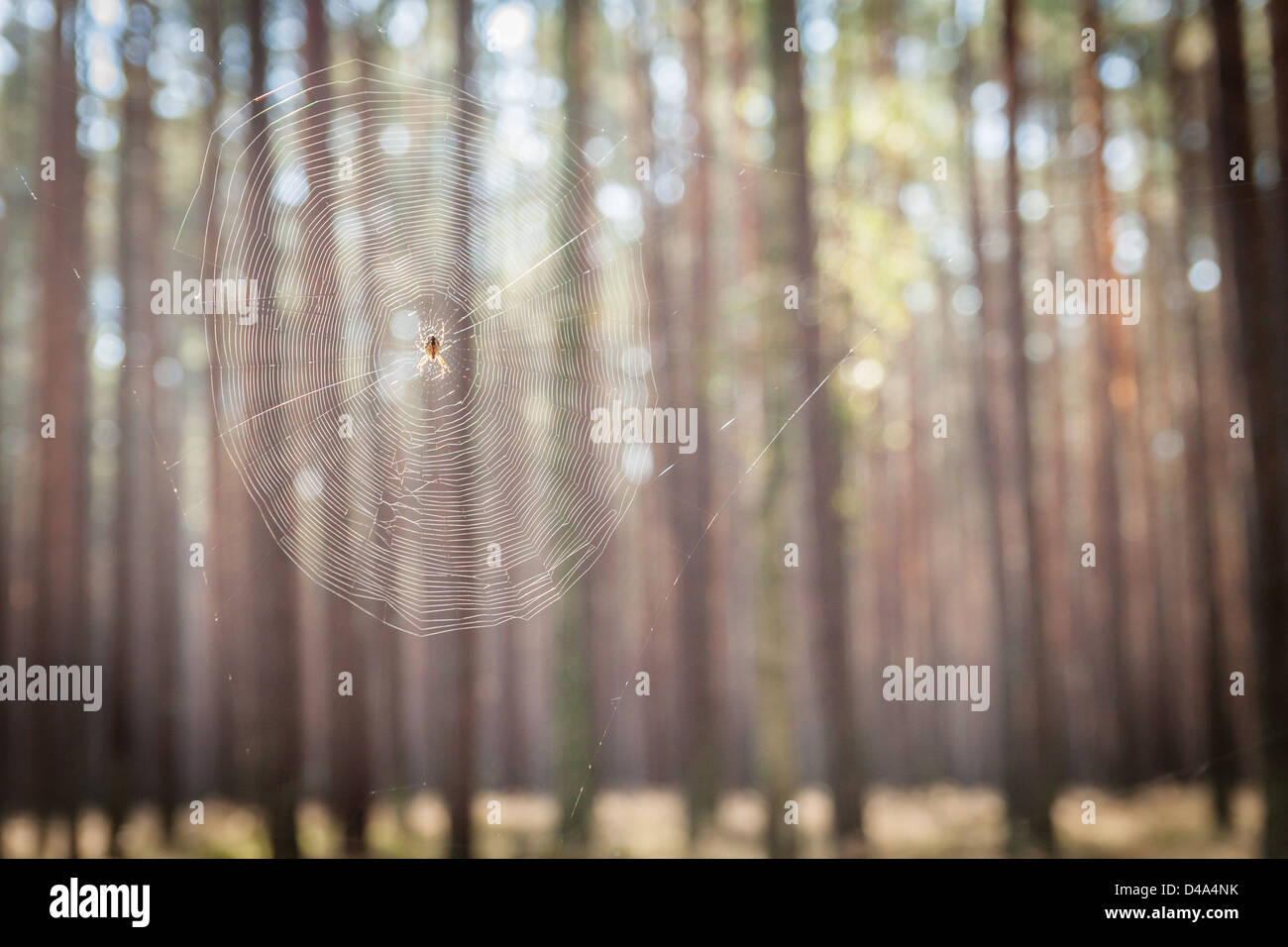 Spider web hanging in a forest Stock Photo - Alamy