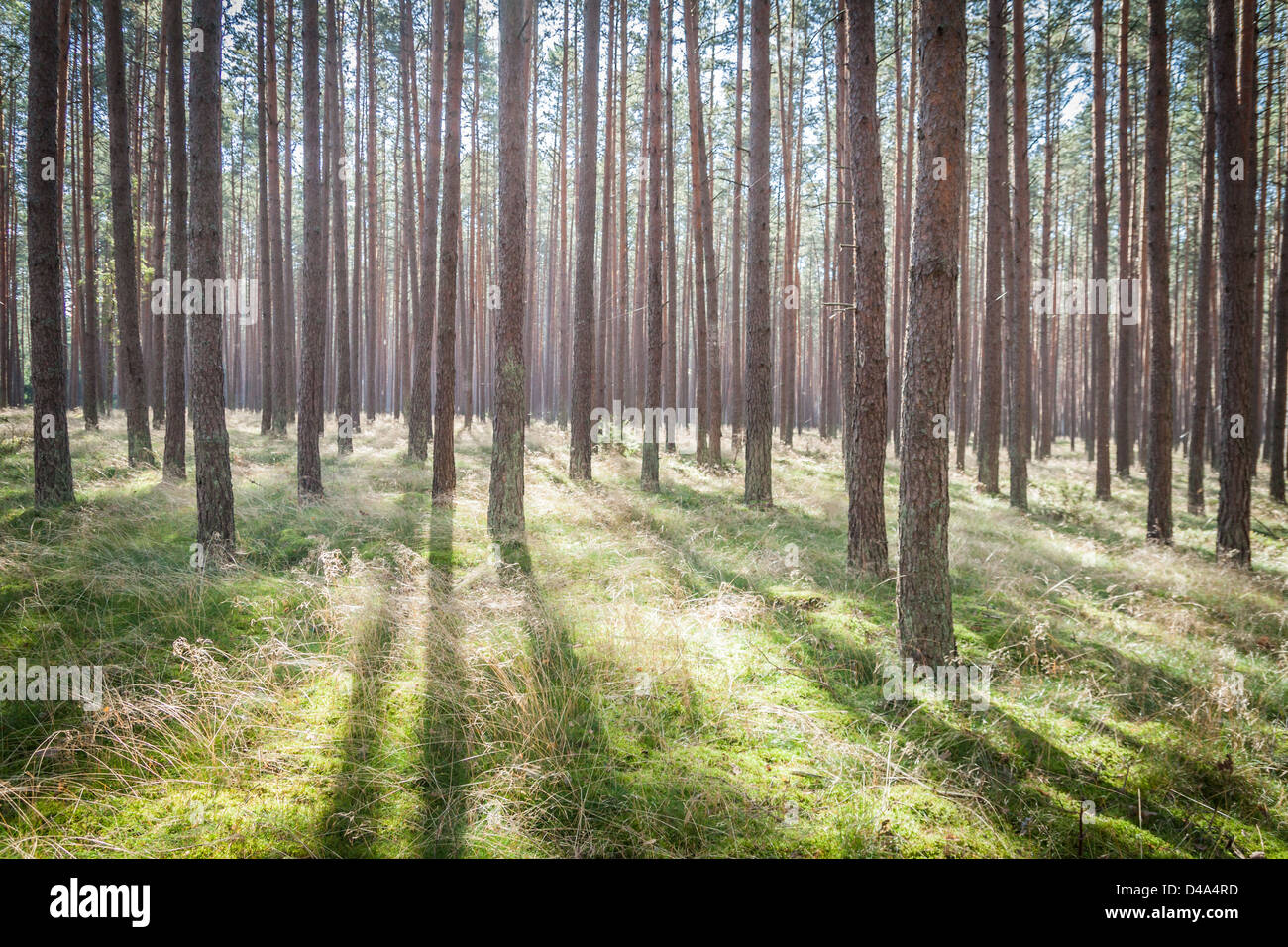 Beautiful sunbeams in a forest Stock Photo - Alamy