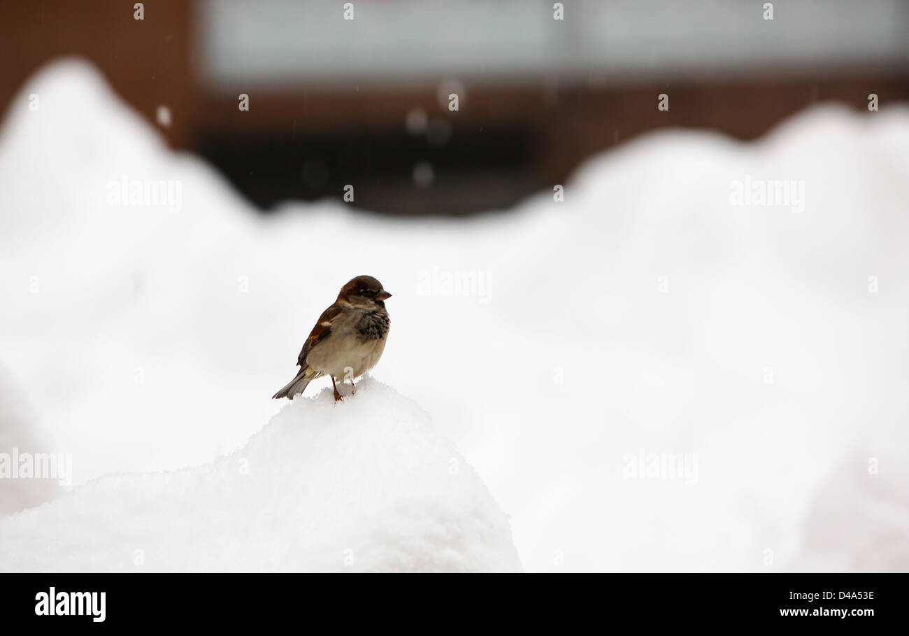 A small bird sitting on snow after heavy snowing Stock Photo - Alamy
