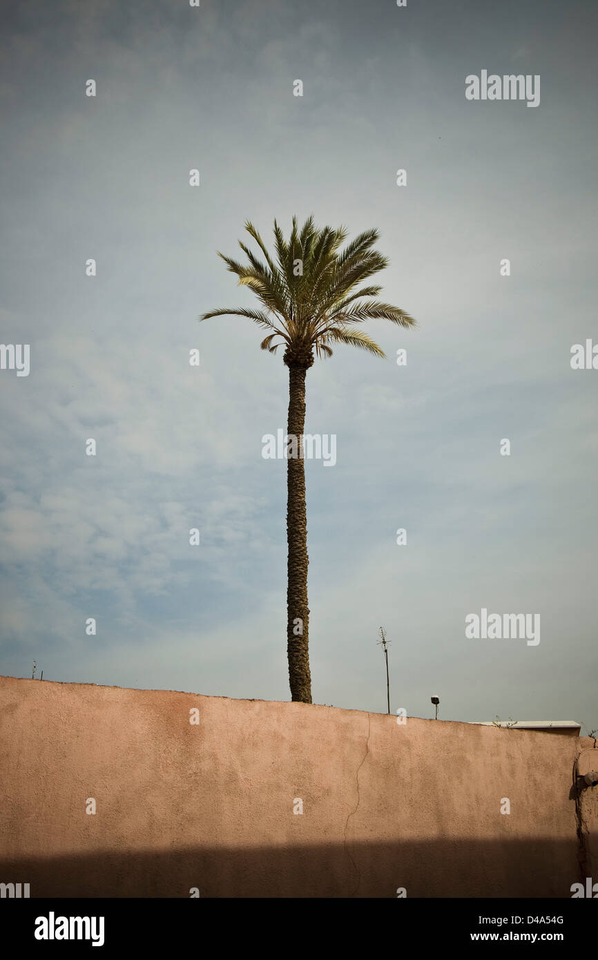 Morocco, Marrakech, palm Stock Photo - Alamy