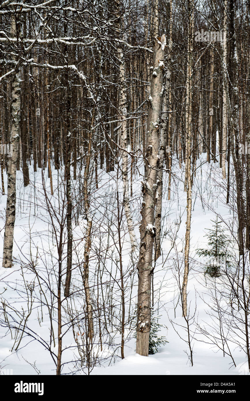 Tree trees sweden spring hi-res stock photography and images - Alamy