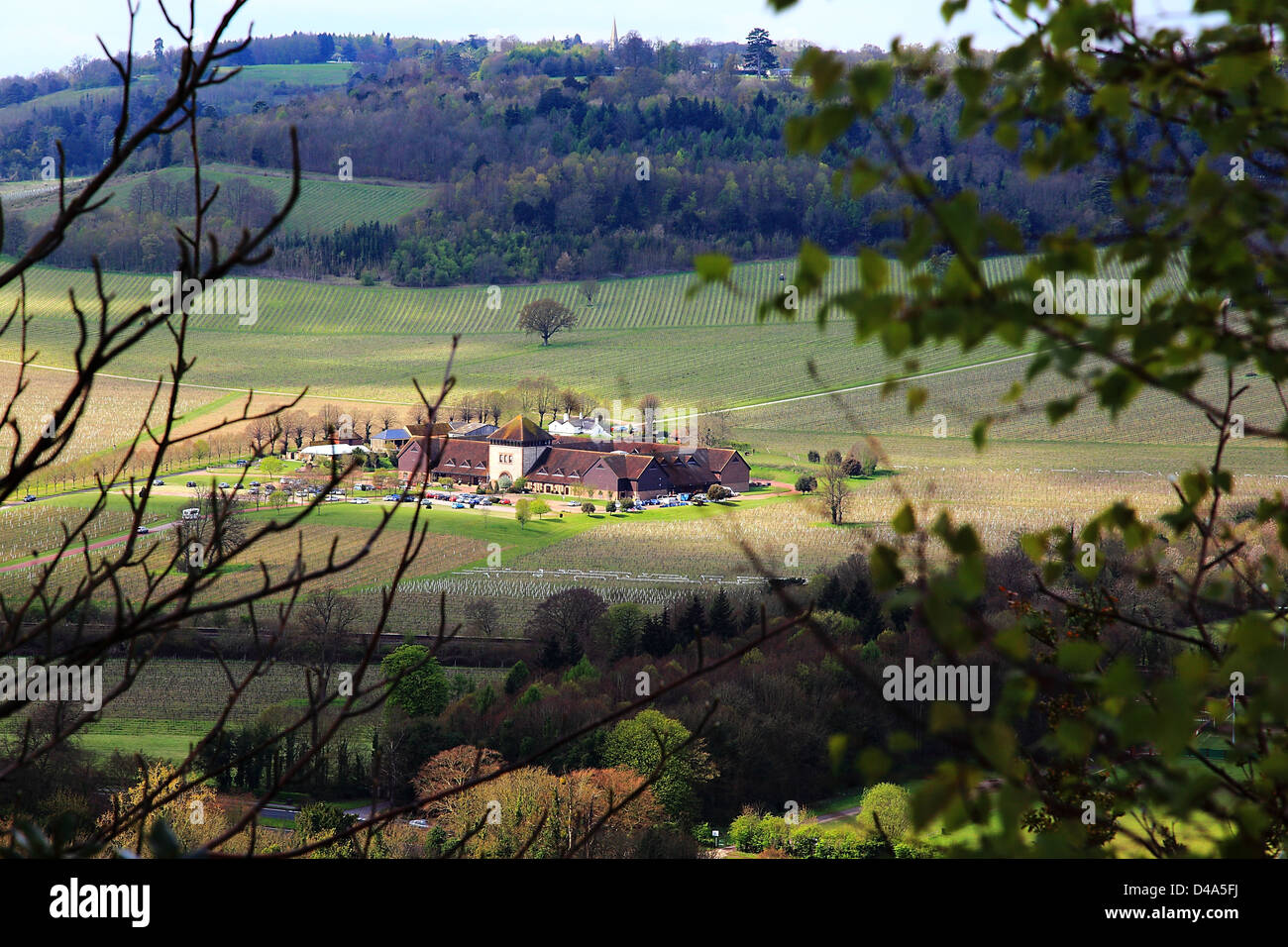 Denbies wineyard, Surrey Hills, England Stock Photo - Alamy