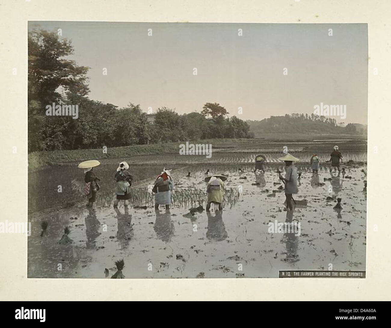 This image depicts a farmer in Japan planting rice sprouts, showcasing ...