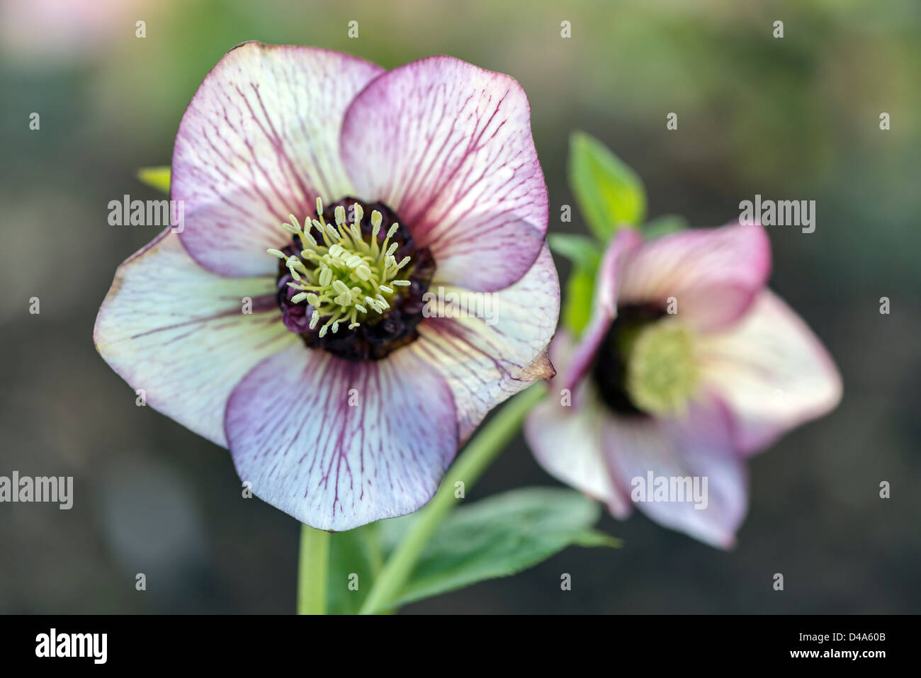 Hellebore hi-res stock photography and images - Alamy