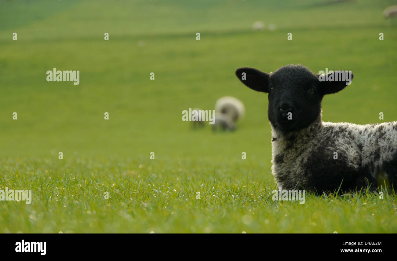Lamb sheep field hi-res stock photography and images - Alamy