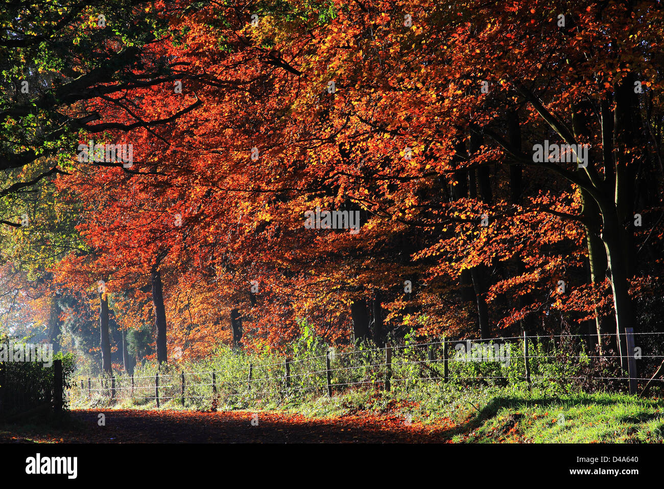 Beech trees in Autumn in Surrey Hills, England Stock Photo - Alamy