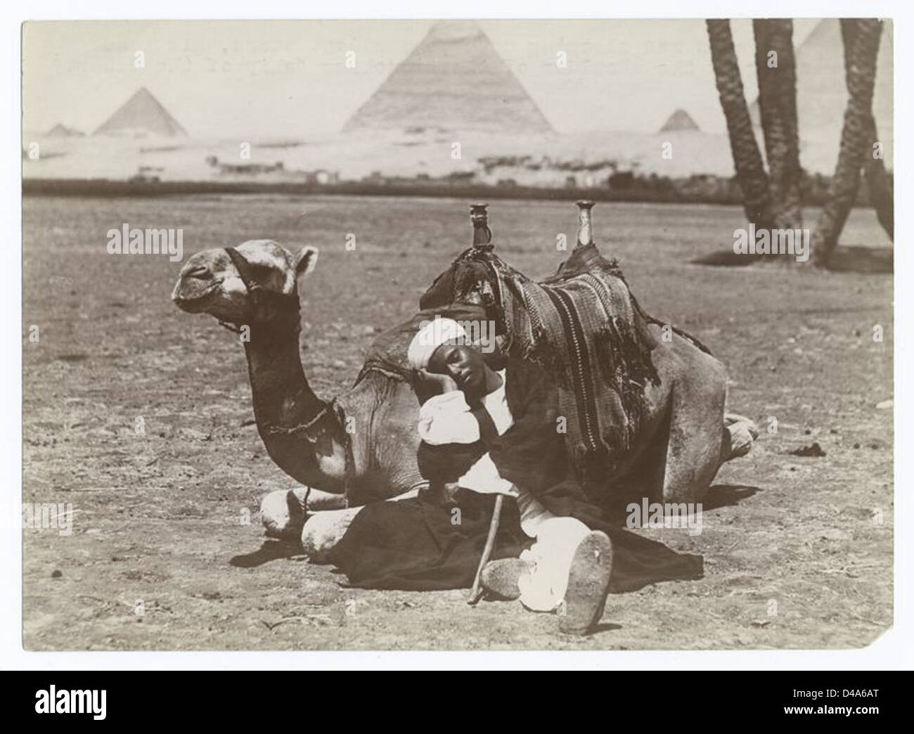 Camel sleeping hi-res stock photography and images - Alamy