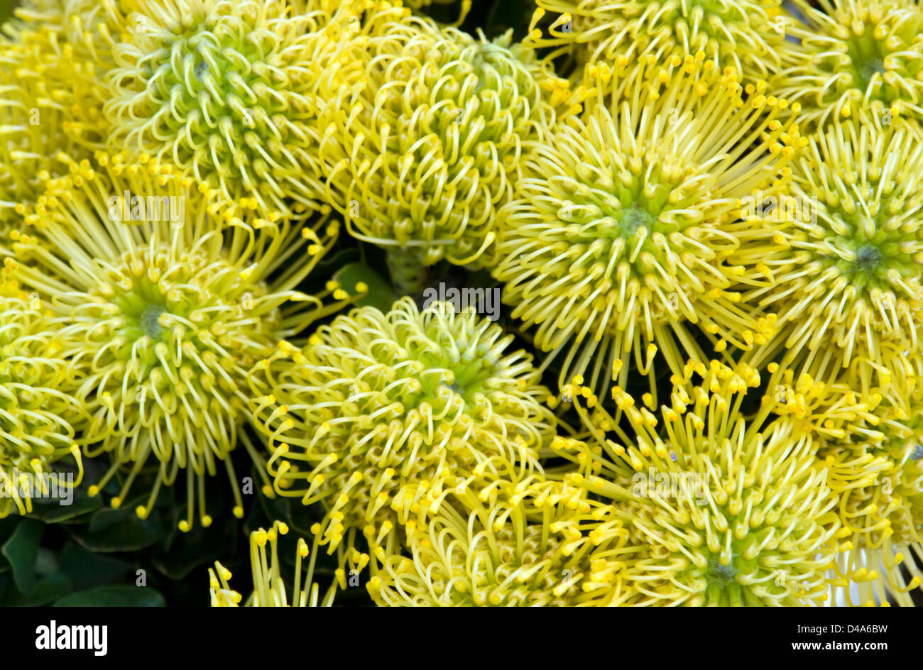 abstract floral back with yellow ball-like flowers in dark back Stock ...